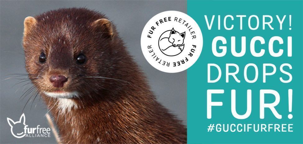 Todo sobre el movimiento fur free - HIGHXTAR.