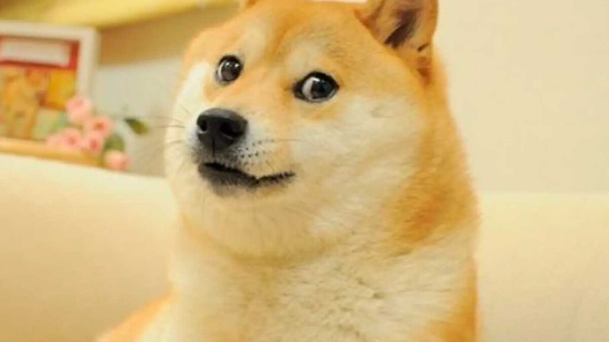 Death of Kabosu: the shiba of the ‘doge’ meme - HIGHXTAR.