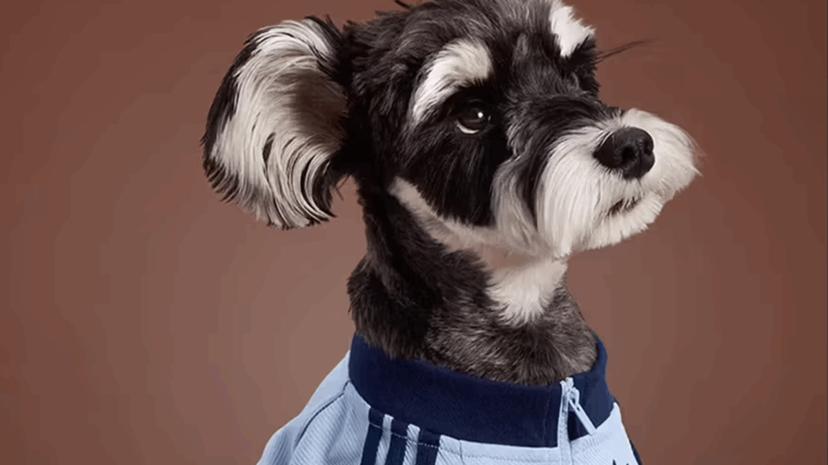 adidas launches its streetwear collection for pets - HIGHXTAR.